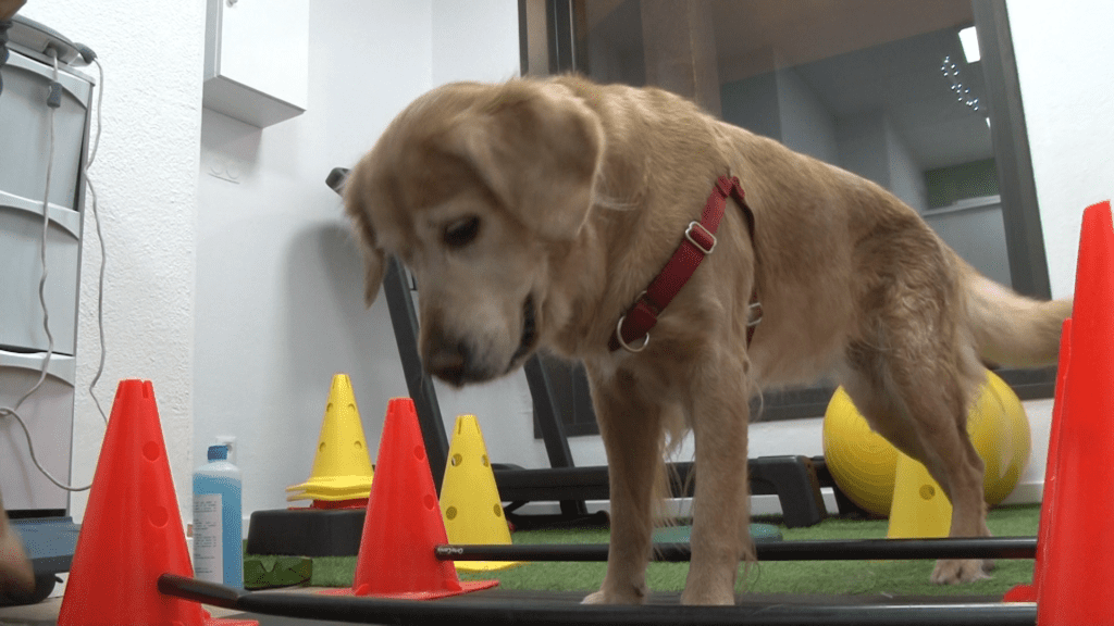 La fisioteràpia canina agafa força